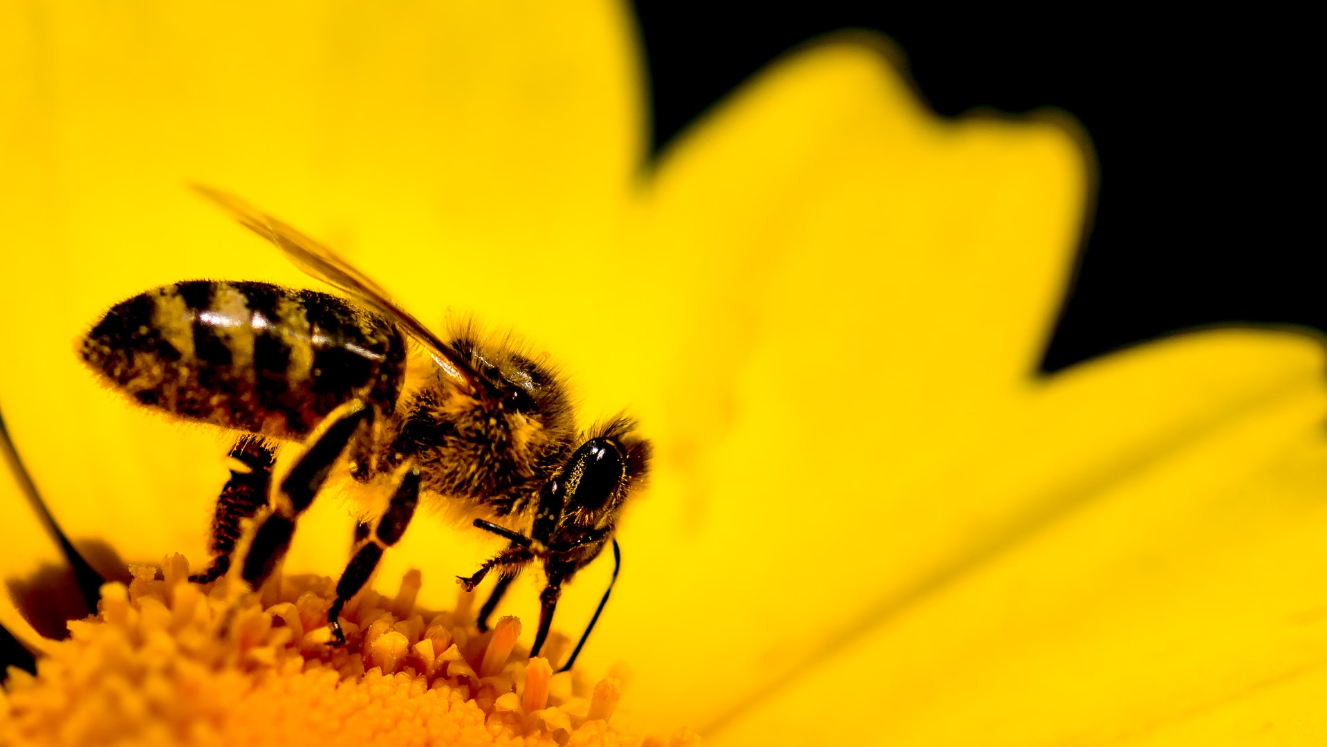 Protecting Our Pollinators - Helping Nature Help Us - FarmSense